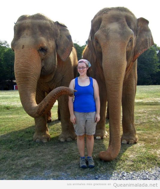 Elefantes que saben mucho o demasiao...