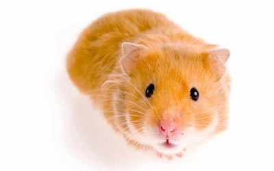 Las diferentes razas de hamster