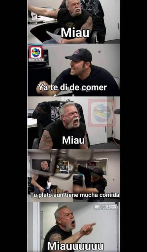 Los 10 mejores memes de gatos